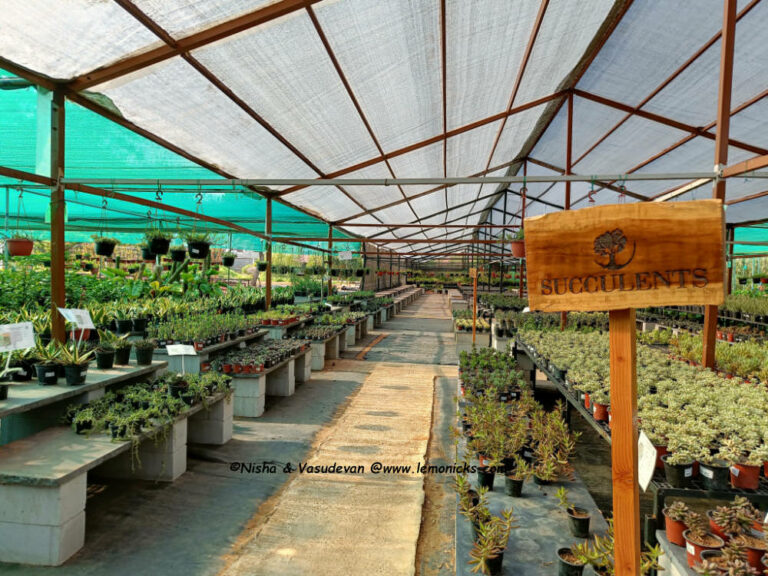 Kanha Shanti Vanam: 10 Incredible Reasons to Explore in 2025